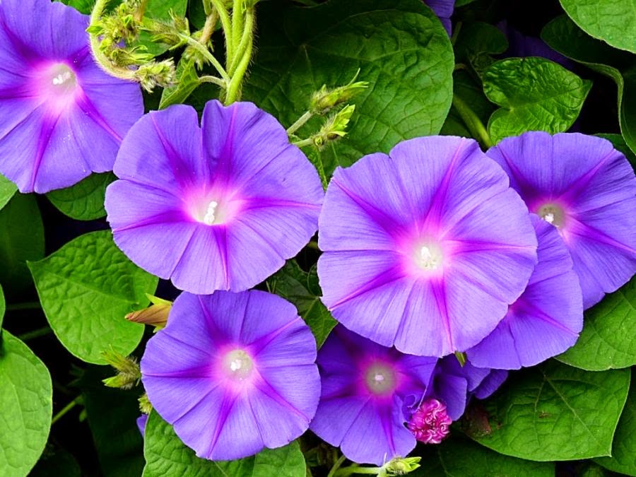 MATIN LUMINEUX: J'aime les fleurs: Les Volubilis